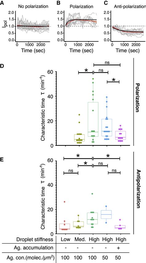 Phenotyping Polarization Dynamics Of Immune Cells Using A Lipid Droplet Cell Pairing