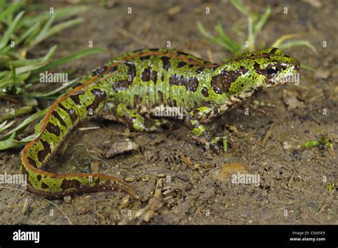 Pygmy Marbled Newt Triturus Pygmaeus Adult Female Standing On Mud