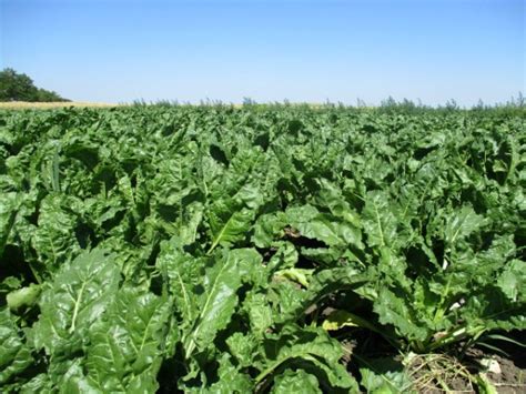 Šećerna Repa Za Sada Odoleva Suši