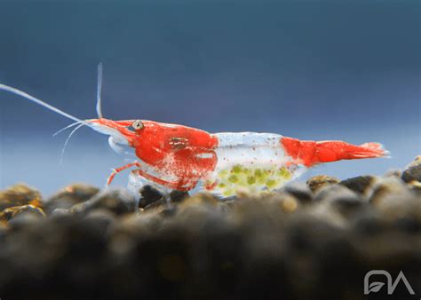 GAMBAS DE ACUARIO PARA NOVATOS