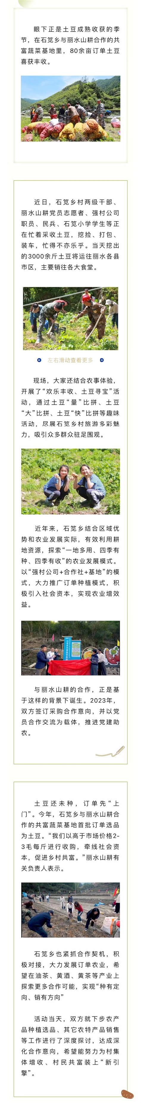 忙80亩共富订单金豆豆喜获丰收