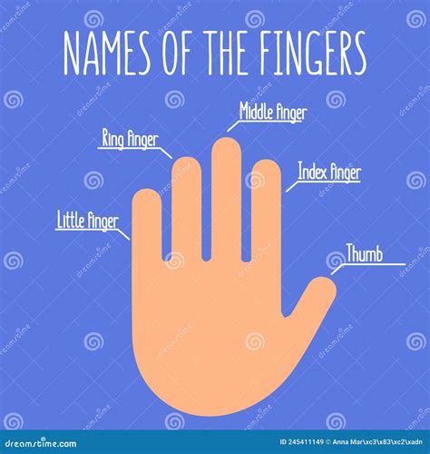 Names Of The Fingers Stock Vector Illustration Of English 245411149