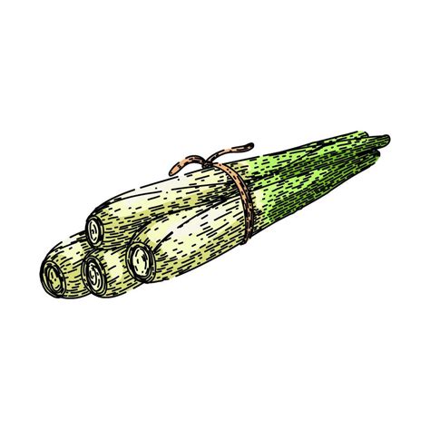 Lemon Lemongrass Sketch Hand Drawn Vector 36276288 Vector Art At Vecteezy