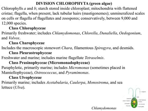Algae Classification Pptx