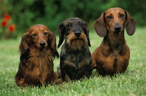 Top 121 Do Long Haired Dachshunds Shed Polarrunningexpeditions