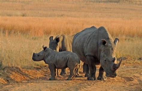 Strengthening Law Enforcement Capacity To Combat Wildlife Crime In