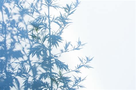 배경에 대한 흰색 텍스처에 자연 잎의 추상 회색 그림자 배경 검은색에 대한 스톡 사진 및 기타 이미지 검은색 그늘 그림자