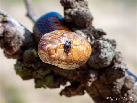 Cape Cobra Naja Nivea From Western Cape South Africa Dangerously