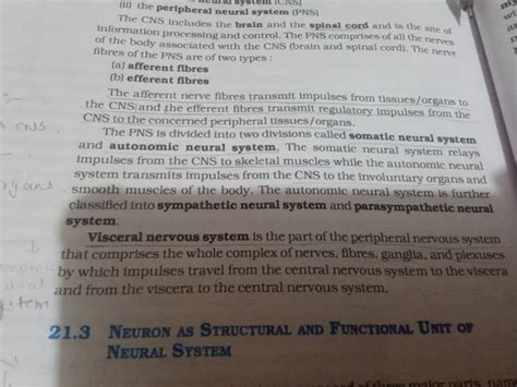 Ii The Peripheral Neural System Pns The Cns Includes The Brain And Th