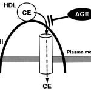 Hypothetical Mechanism For The Selective Uptake Of HDL CE And The Role