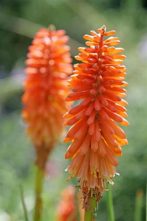 22 Amazing Perennials With Orange Flowers Youll Love To Have In Your