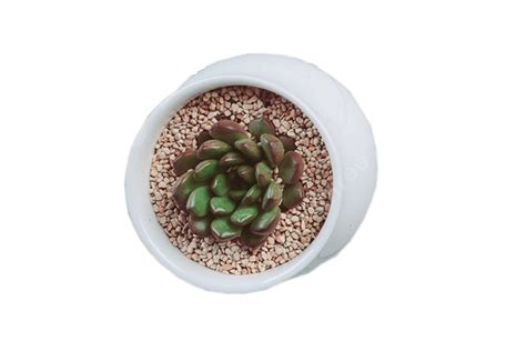 รูปพืชอวบน้ำ Png Succulents ปลูก พืชสีเขียวภาพ Png สำหรับการดาวน์