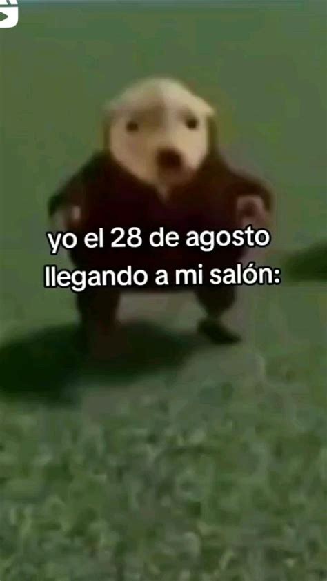 Pin de Alejandro en Pines creados por ti Memes divertidos Imágenes