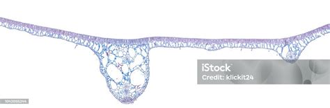 Water Lily Hydrophytic Leaf Cross Section Cut Under The Microscope