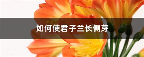 使君子 花百科