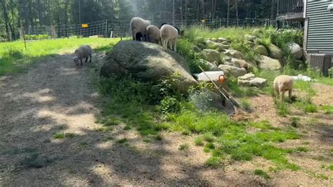 Sheep Doing The Weeding Chores Album On Imgur
