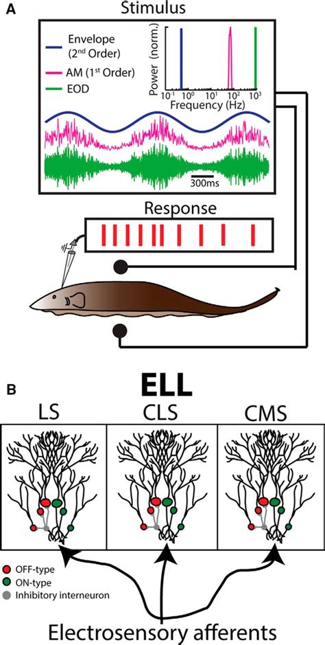 Optimized Parallel Coding Of Second Order Stimulus Features By