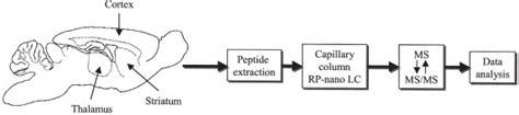Schematic Flowchart Of The Experimental Set Up A Sagital Section Of