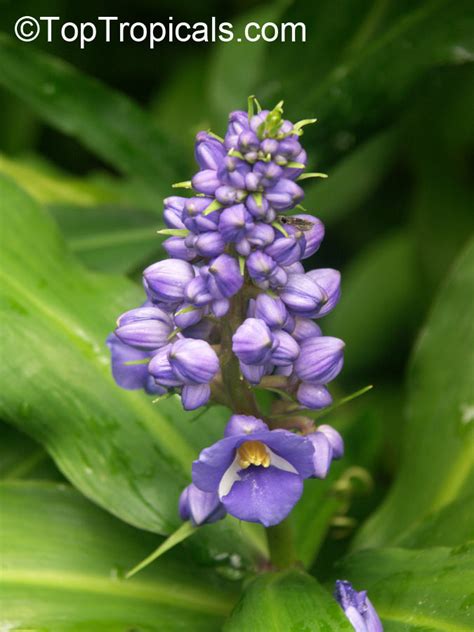 Dichorisandra Thyrsiflora Common Names Blue Ginger Brazilian Ginger