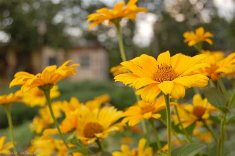 Chwile Zachwycone Słoneczniczek Szorstki