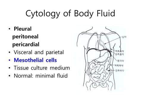 Cytology Of Body Fluid Pleural Peritoneal Pericardial Ppt Video