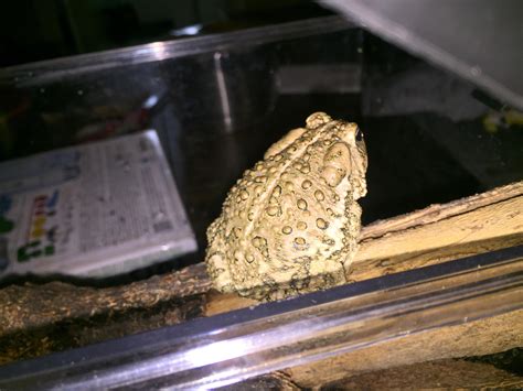 can i get an id on this guy gal also how to tell the sex r toads
