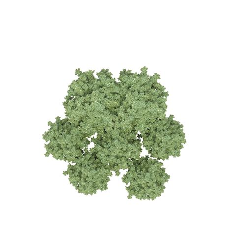Tree Plan 2d