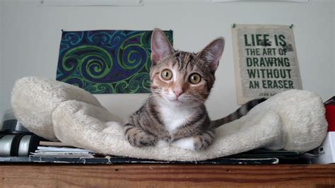 She Loves Watching Me Play Video Games From Above Cats