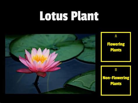 Science Year 1 Classifying Plants Flowering And Non Flowering Quiz