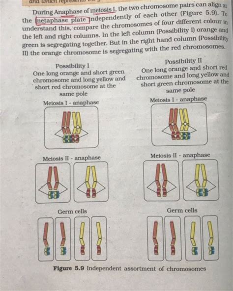 During Anaphase Of Meiosis I The Two Chromosome Pairs Can Align At The N
