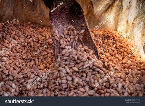 996 Cacao Bean Fermentation Images Stock Photos Vectors Shutterstock