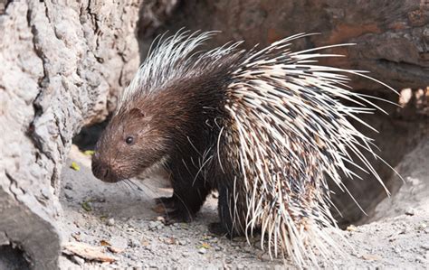 Old World Porcupine Alchetron The Free Social Encyclopedia