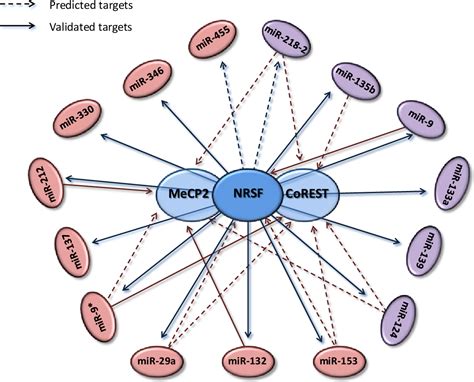 Figure 1 1 From The REST NRSF Pathway As A Central Mechanism In CNS