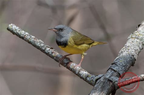 Mourning Warbler Male Spring Jeremy Meyer Photography