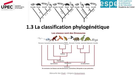 M2 module 1 3 Classification phylogénétique YouTube
