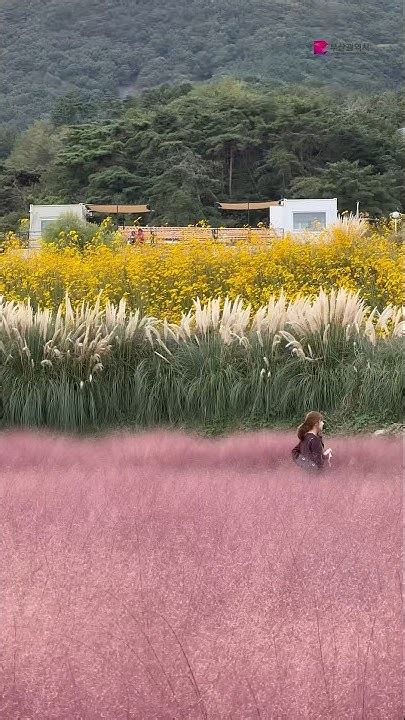 부산 핑크뮬리 명소 기장 광산마을 경관농업단지와 대저생태공원에서 가을을 마음껏 누려보세요 Youtube