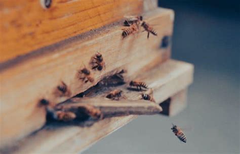 5 Pro Methods To Prevent And Stop Robbing Bees Beekeeping 101