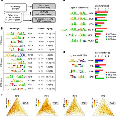 Dna Motifs And Sequences In The Irf Binding Clusters A A Scheme