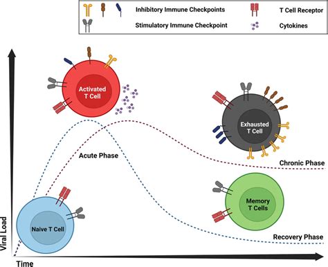 The Kinetics Of Inhibitory Immune Checkpoints Iicps On T Cells During