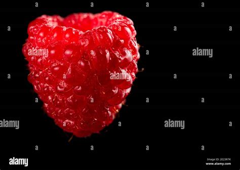 One Wet Raspberry Closeup Isolated On Black Background Very Detailed
