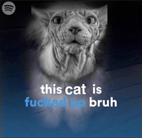 That Cat Is Fucked Up Bruh Rshitposting