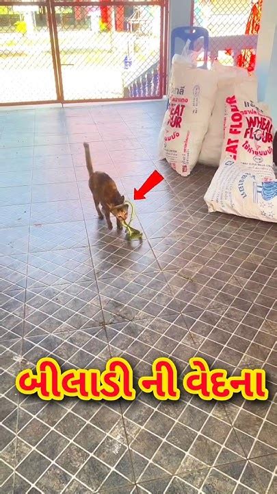 મૂંગા જીવની વેદના 😱 બિલાડીએ સાંપ પકડી લીધો😱 સાંપ અને બિલાડી 😱 સૌથી નાનો