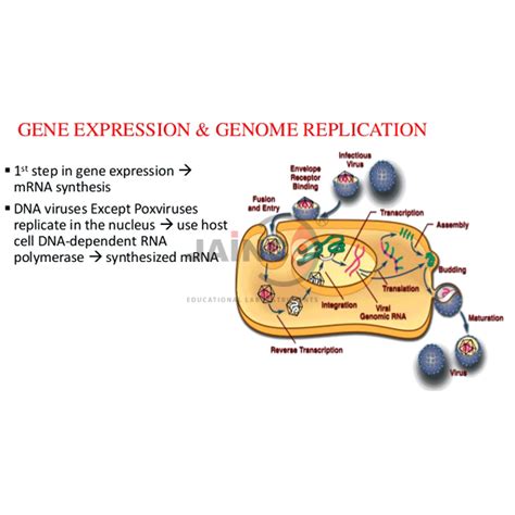 Bacterial Genome An Replication Model Manufacturers Supplier And Exporters In Indiauruguay