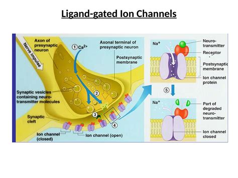 Cell Membrane Transport And Structurepptx
