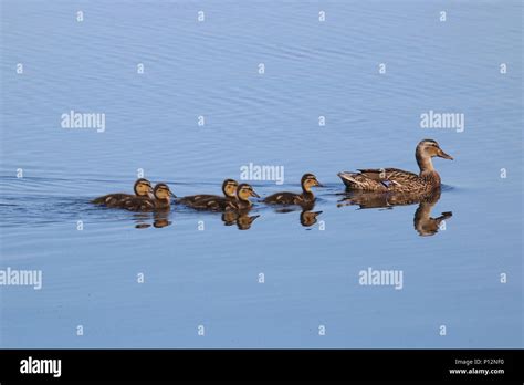 A Proud Mother Duck Leads Her Ducklings Across A Blue Lake In