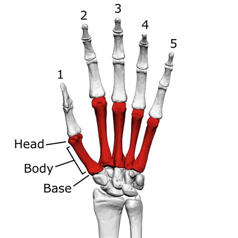 Metacarpal Bones Wikipedia