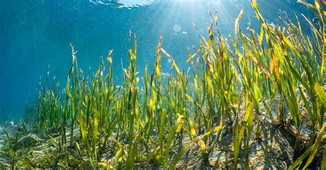 Best Of Bmt Seagrass Habitat Restoration