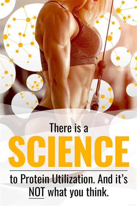 The Science Of Protein Utilization What Actually Happens When You