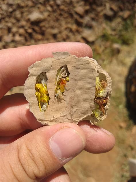 Paralyzed Spiders In Mud Dauber Wasp Nest Rnatureismetal
