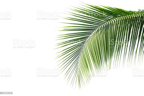 질감 잎 추상녹색 자연 배경 열대 잎 코코넛 잎 흰색 배경에 고립 0명에 대한 스톡 사진 및 기타 이미지 0명 개체 그룹 곡선 Istock